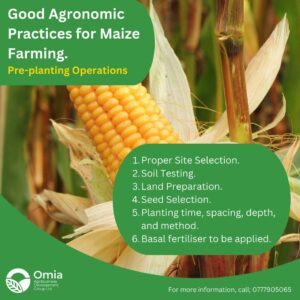 Key Pre-Planting Considerations for Maize Production - Omia Agribusiness Development Group