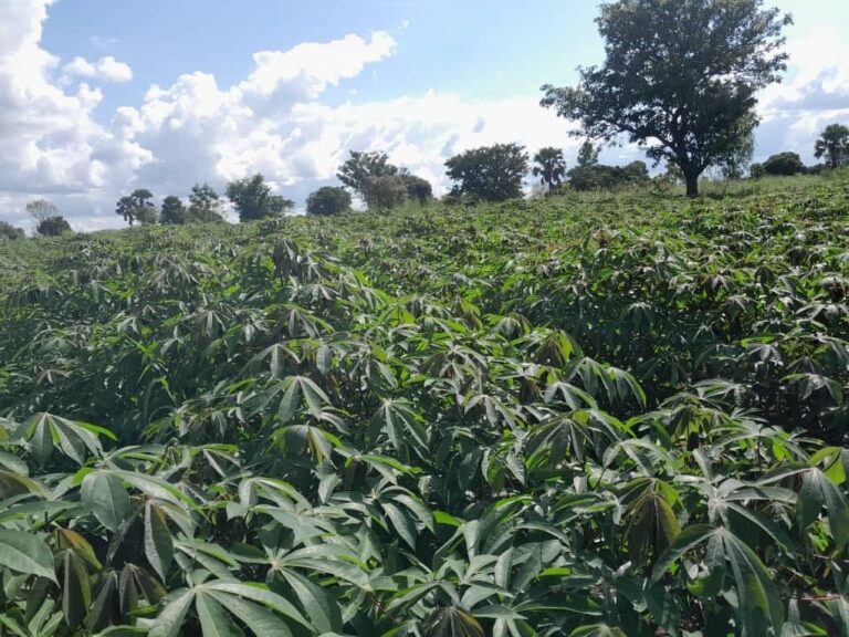 NAROCASS 1 Cassava Variety: A Game-Changer in Sustainable Agriculture ...